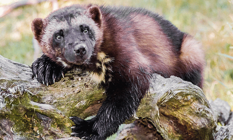 North American Wolverine | Species Conservation