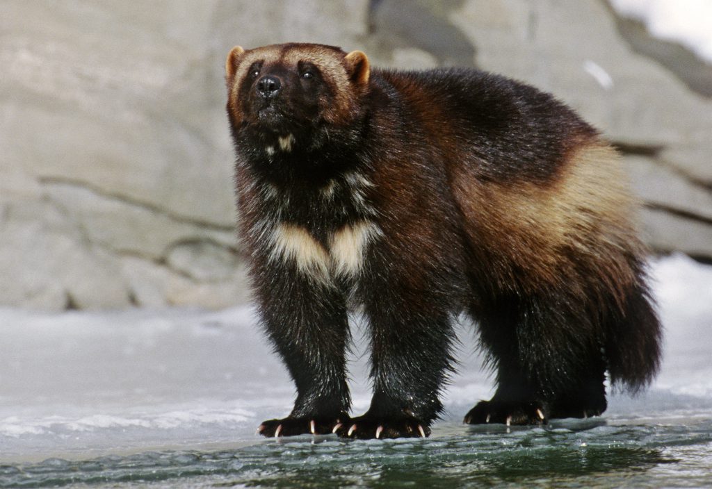 North American Wolverine | Species Conservation